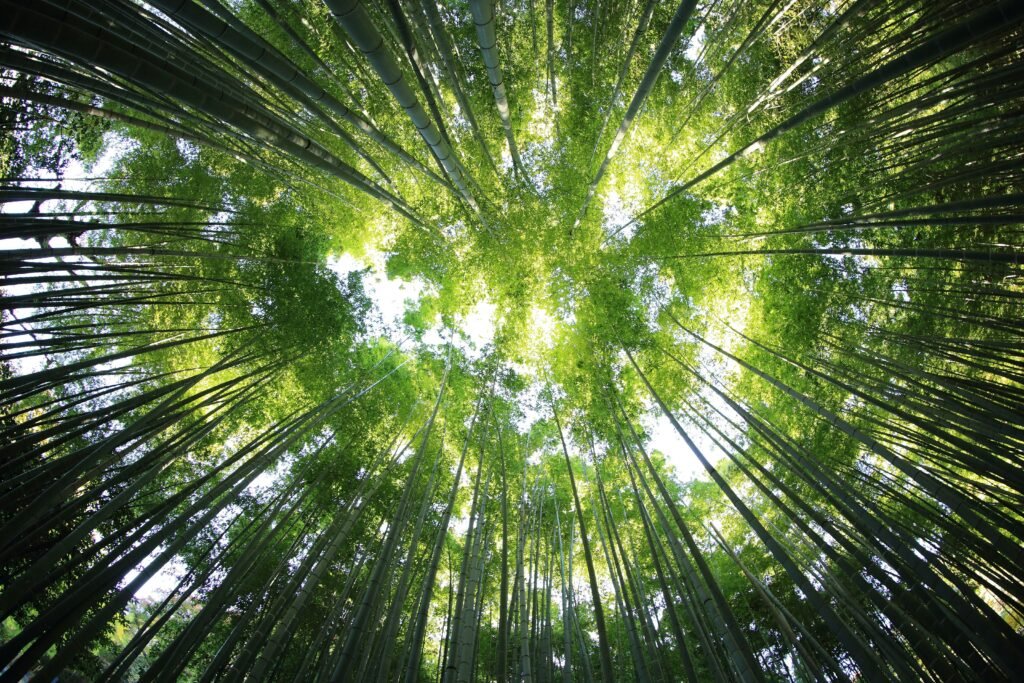 Sustainability for Campgrounds: A Competitive Advantage
